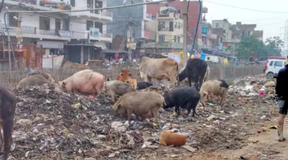Out to catch stray pigs, Nagpur civic body gets security from city ...