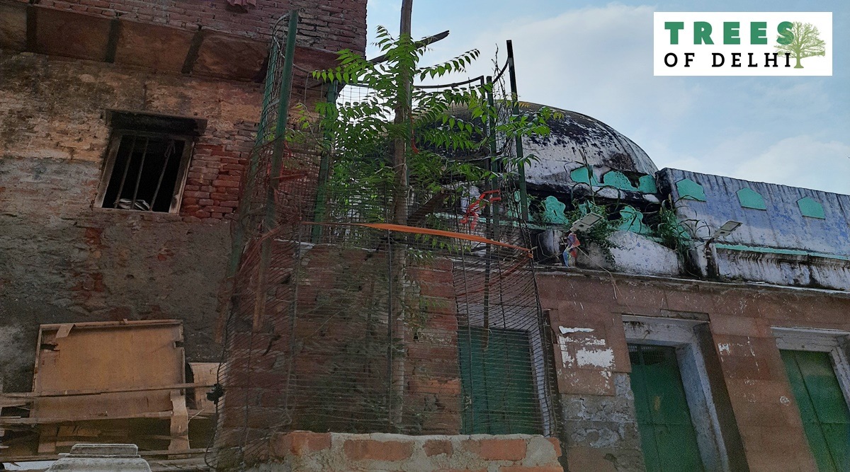 Trees of Delhi: Outside14th-century shrine, new neem tree carries ...
