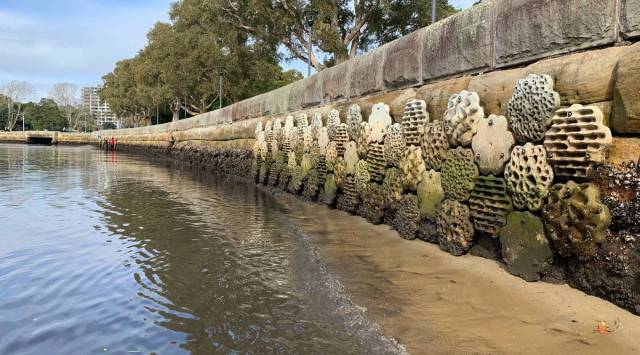 ‘Living seawalls’ bring back biodiversity to Sydney Harbour ...