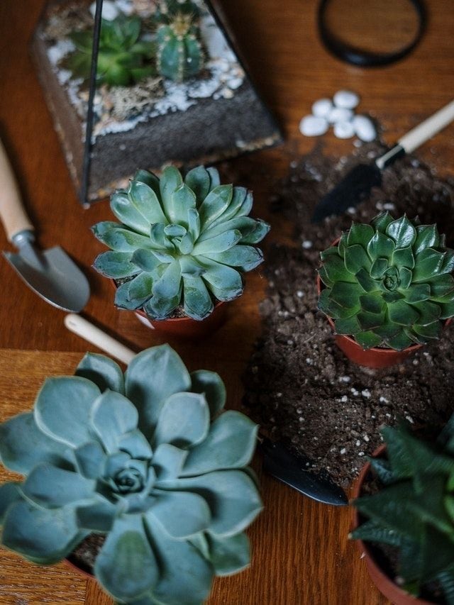 Gardening Tips For Beginners Jpg