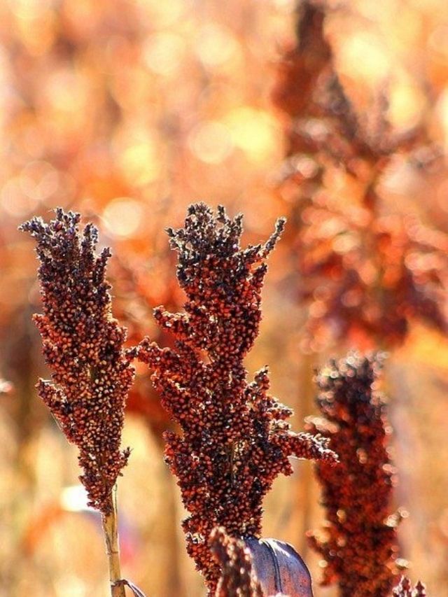 Know the many benefits of jowar | The Indian Express