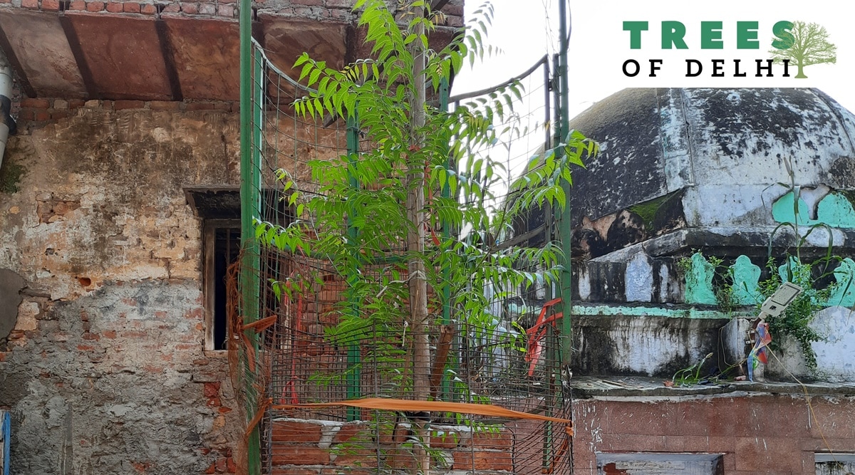 Trees of Delhi: Outside14th-century shrine, new neem tree carries ...