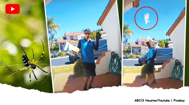 Watch: After bug scare, Amazon delivery man accidentally tosses package ...