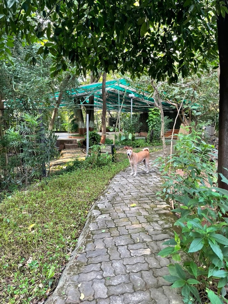 Mumbai Greens: A garden that lives up to its name on Malabar Hill ...