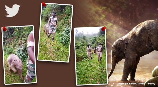 ‘Saving nature and humanity’: Forest officers reunite injured baby ...