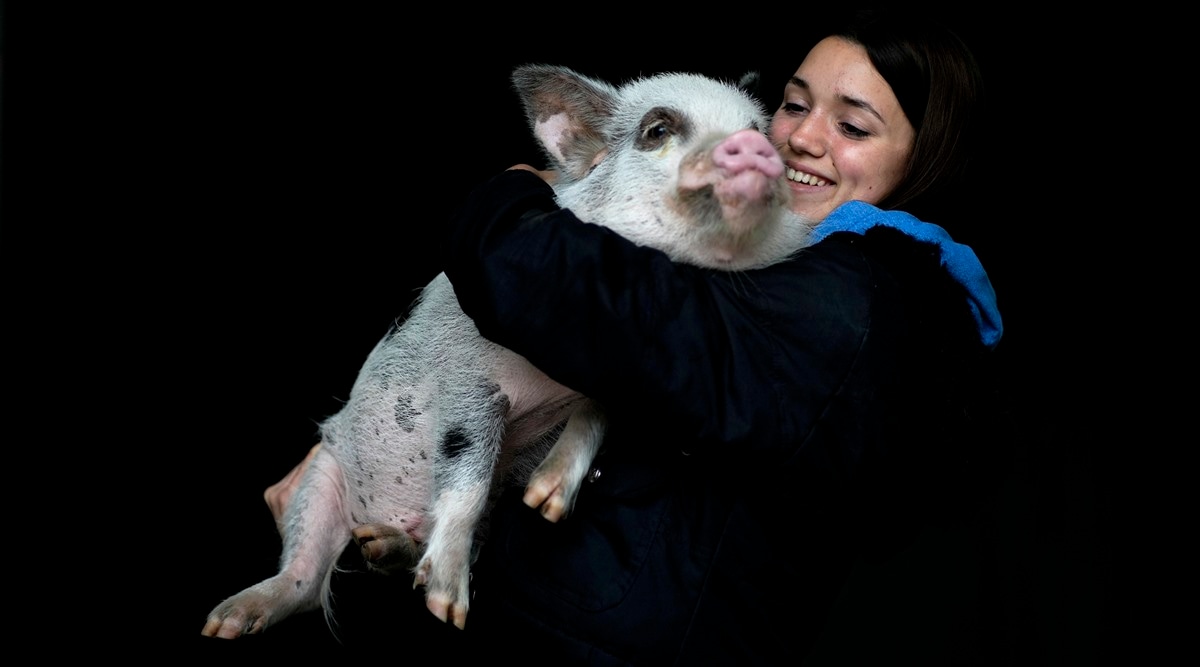 Some Argentines turn to unusual pandemic pets for comfort | Lifestyle ...
