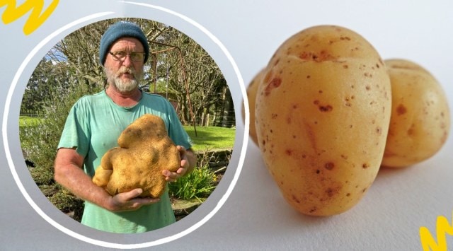 NZ couple stumbles upon ugly find that could set Guinness Record for ...
