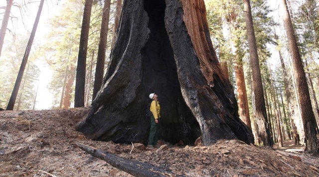 Wildfires torched up to a fifth of all giant sequoia trees | World News ...