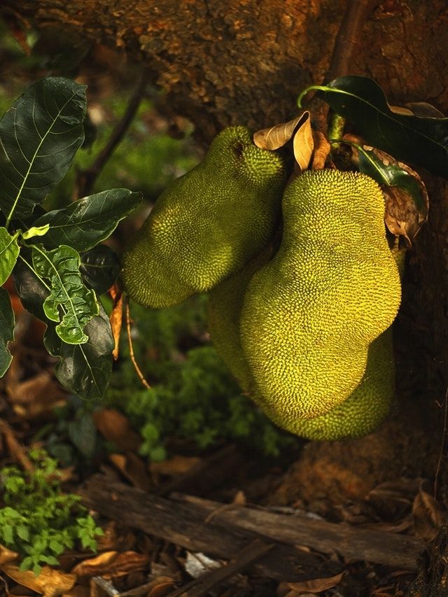 Easy tips to cut and clean kathal or jackfruit | The Indian Express