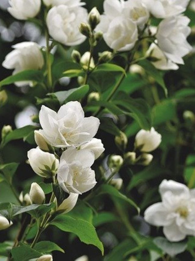 Here’s how jasmine flower is beneficial for you | The Indian Express