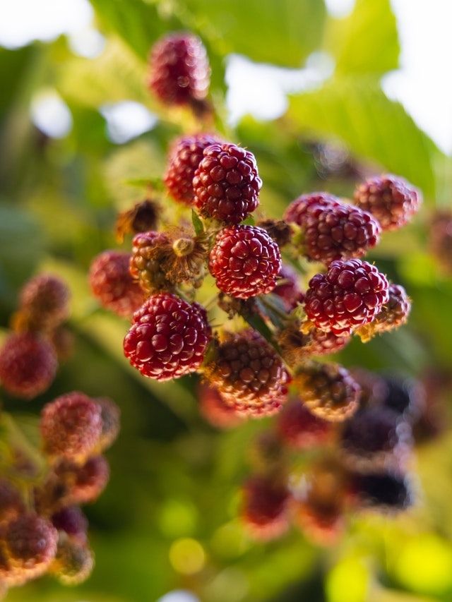 Top reasons to eat mulberry or shehtoot | The Indian Express