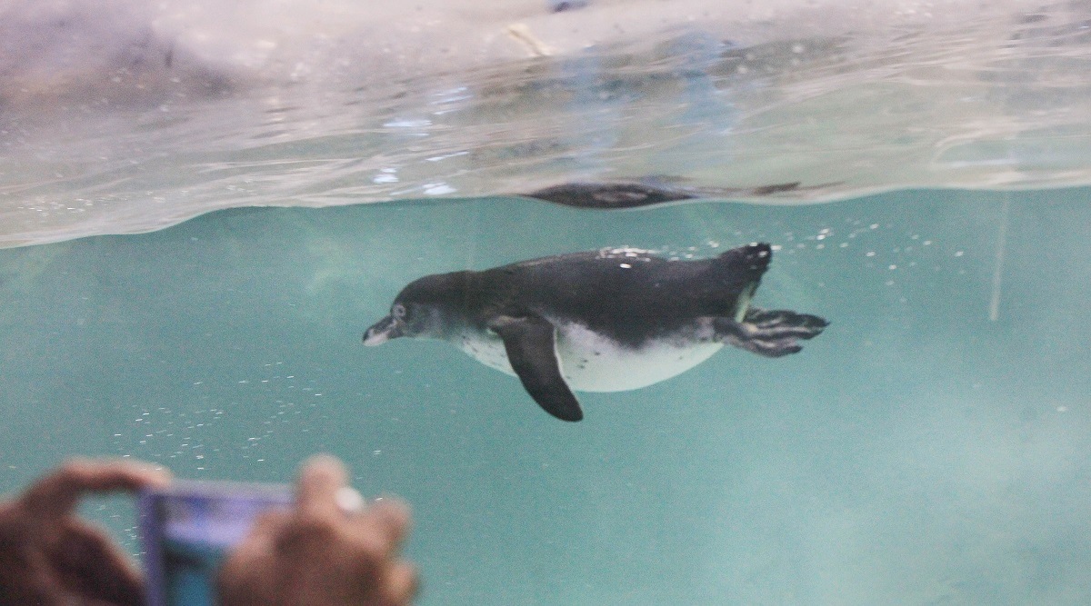 BMC again extends term of agency for maintenance of Byculla zoo penguin ... BMC again extends term of agency for maintenance of Byculla zoo penguin ...