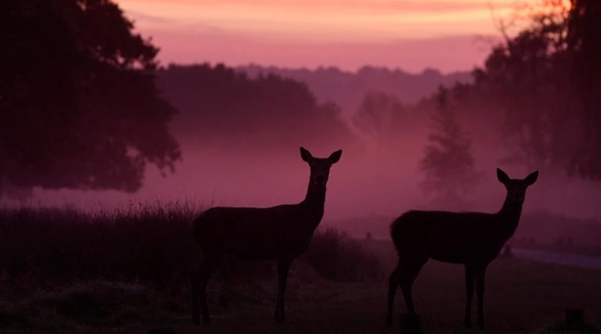 The deer of London’s Richmond Park | Lifestyle Gallery News - The ...