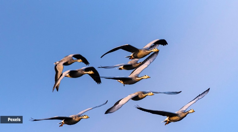 A science teacher explains: Why do birds fly south for the winters ...