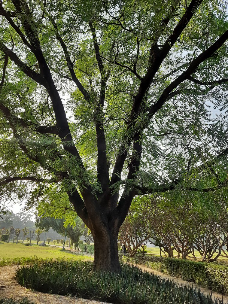 The ‘oldest’ member of Delhi’s Nehru Park: Ullu ka ped, or the owl tree ...