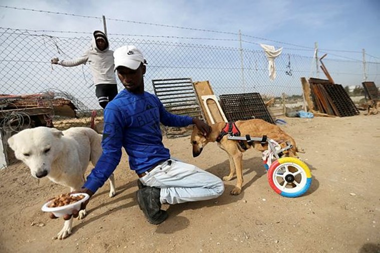 Gaza shelter turns toy cars, bikes into aids for paralysed animals ...