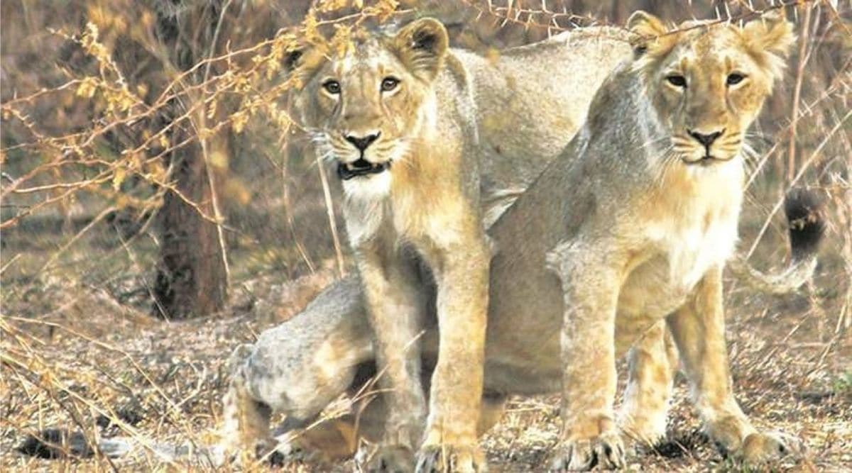 Gujarat: Forest department rescues three lions camping near Gondal ...
