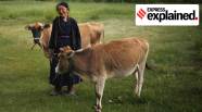 Explained What Is The Sixth Schedule And Can Ladakh Be Included Under Explained What Is The Sixth Schedule And Can Ladakh Be Included Under
