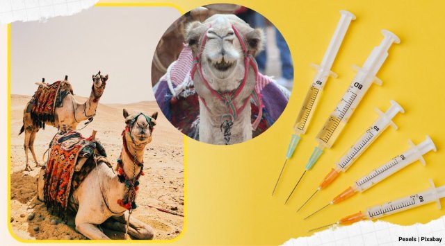 Over 40 camels barred from Saudi ‘beauty contest’ over Botox | Trending ...