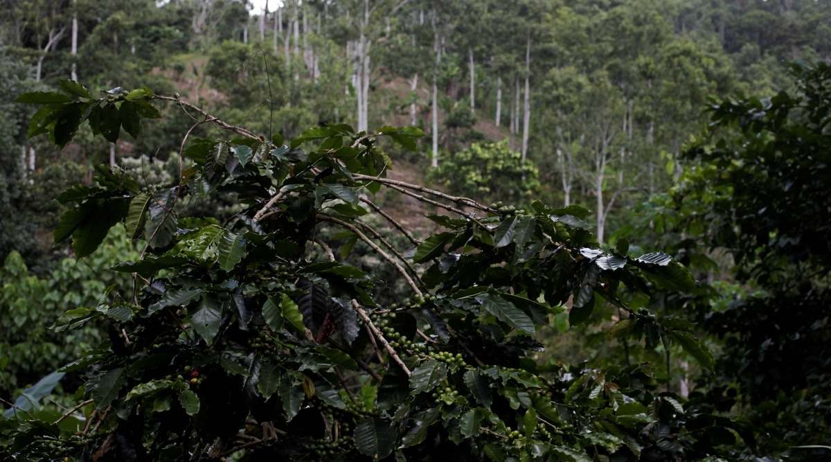 Coffee crisis in Central America fuels record exodus north | World News ...