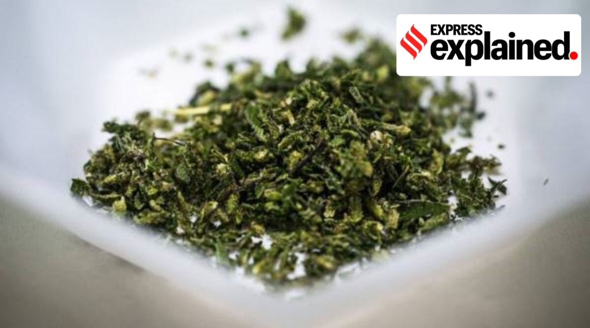 Explained: Here’s how Mumbai Police destroy seized drug | Explained ...