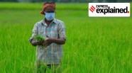 Explained Rythu Bandhu Telangana Govt s DBT Scheme For Farmers Explained Rythu Bandhu Telangana Govt s DBT Scheme For Farmers