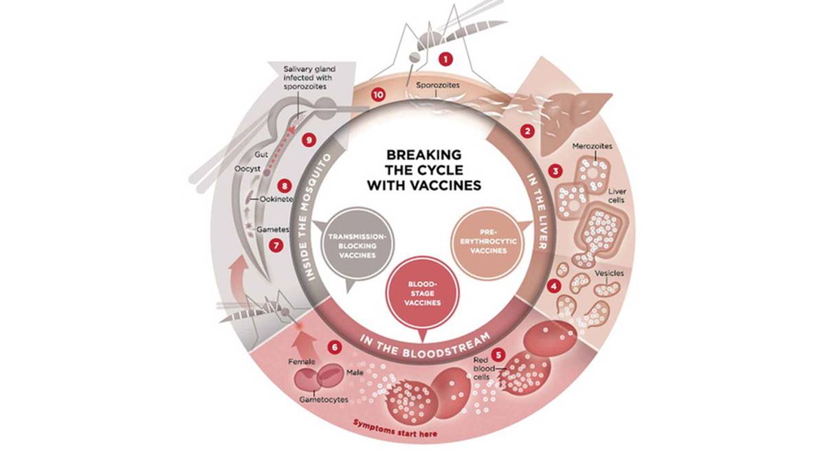 Yearender 2021: First malaria vaccine a major milestone amid Covid ...