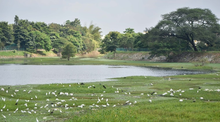 In the name of ‘development’, Bengaluru’s Ullal Lake is now a stinking ...