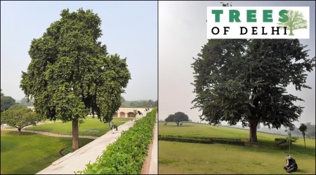 Trees Of Delhi: News, Photos, Latest News Headlines about Trees Of ...