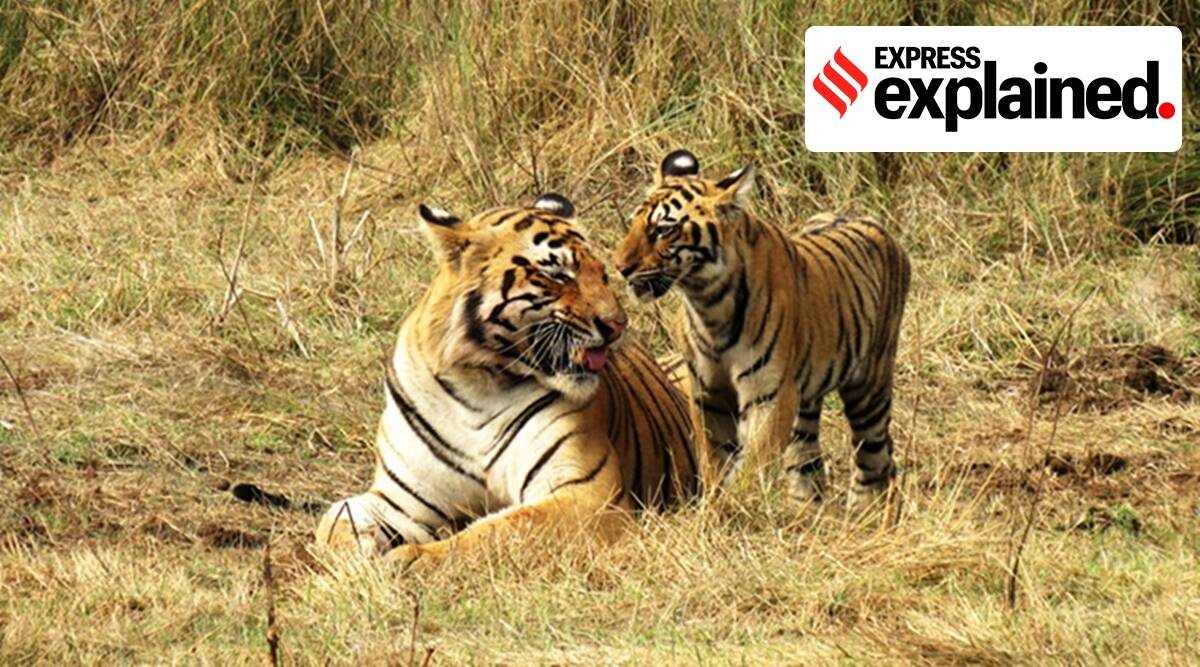 Increase in prey base and forest cover: How Buxa tiger reserve turned a ...