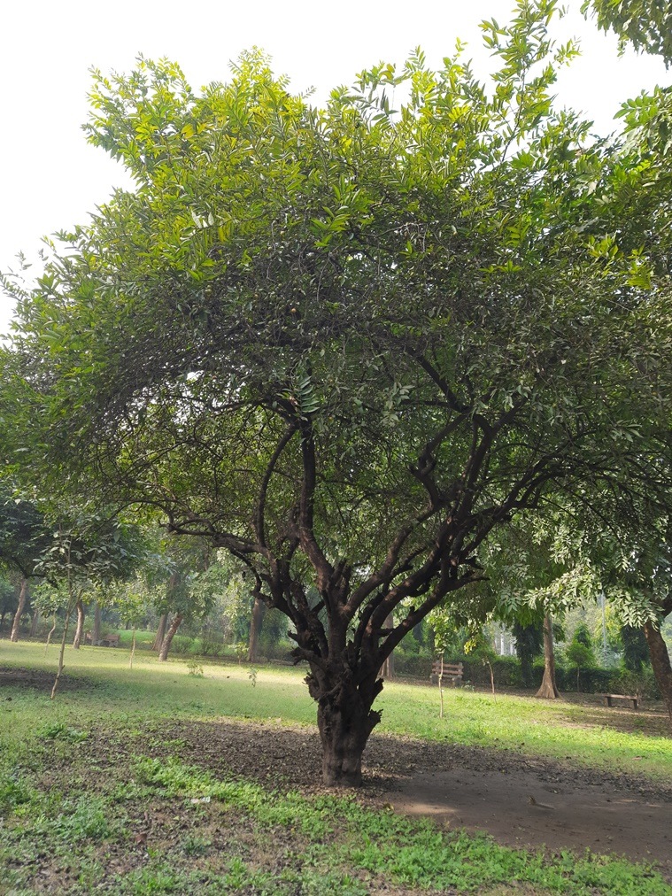 Trees of Delhi: The bistendu trees of Roshanara Bagh | Delhi News - The ...