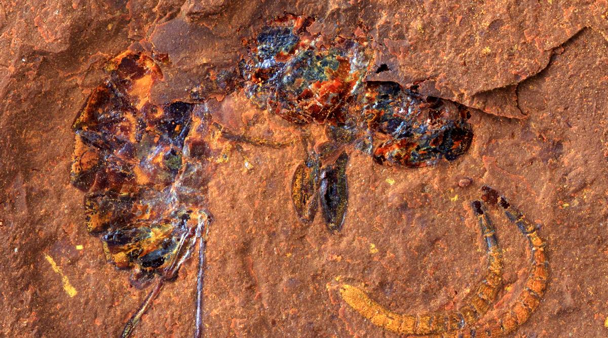 Fossils of a prehistoric rainforest hide in Australia’s rusted rocks ...