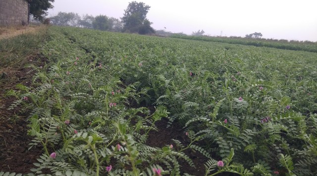 Acreage of gram cultivation in Gujarat crosses 1 million hectares ...