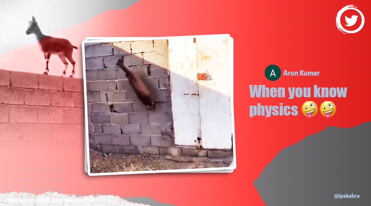 ‘When you know physics’: This goat has some amazing parkour skills ...