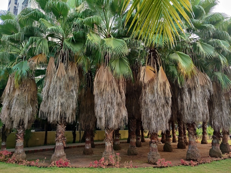 Mumbai Greens: From ‘nullah’ garden to Borivali’s ‘Palm Jumeirah ...