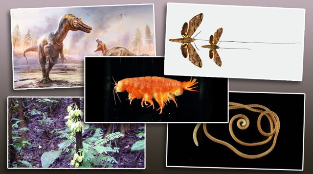 Natural History Museum described 552 new species in 2021. Here’s our ...