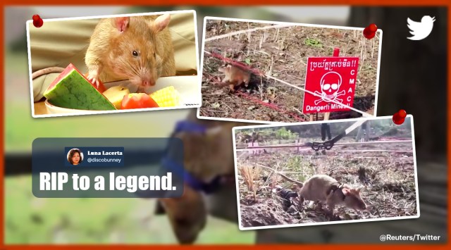 Cambodia’s landmine-sniffing ‘hero rat’ dies, leaving a legacy of ...