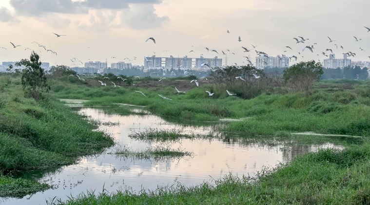 Lakes of Bengaluru: Slow rejuvenation work at Varthur raises concern ...