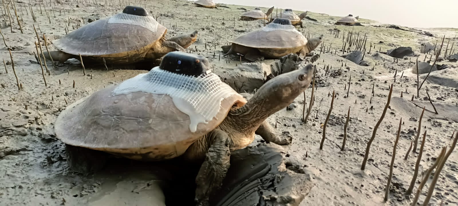 For endangered Batagur Baska turtles, Sundarban conservation project is ...