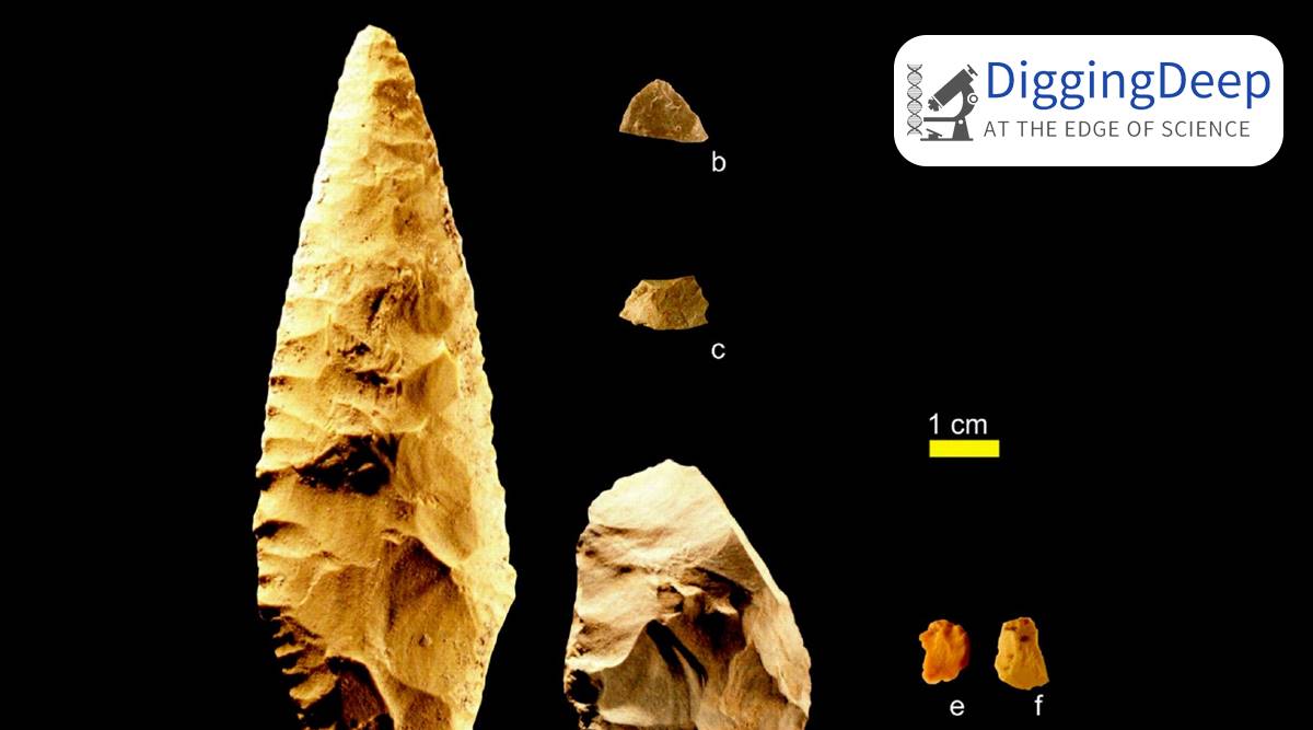 Archaeologists uncover tooth of Americas’ oldest-known domesticated dog ...