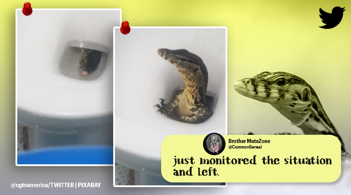 ‘That’s strange’: Holidaying couple finds monitor lizard inside toilet ...
