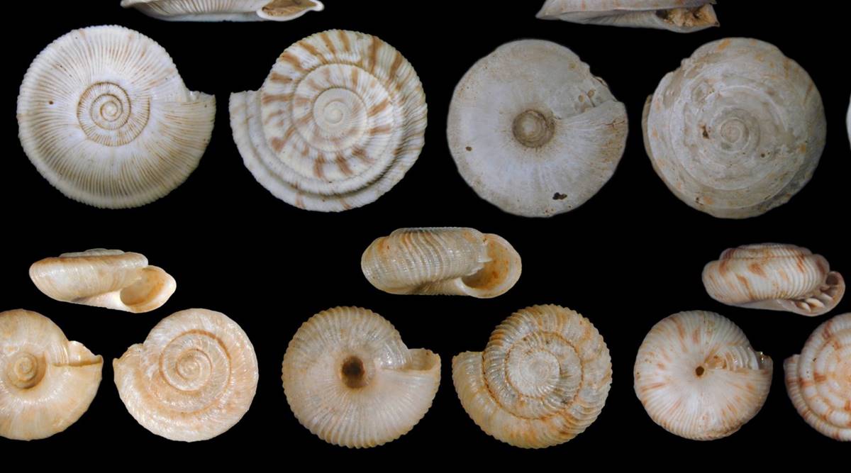 Sixth Mass Extinction Event: Extinction has already begun warns ...