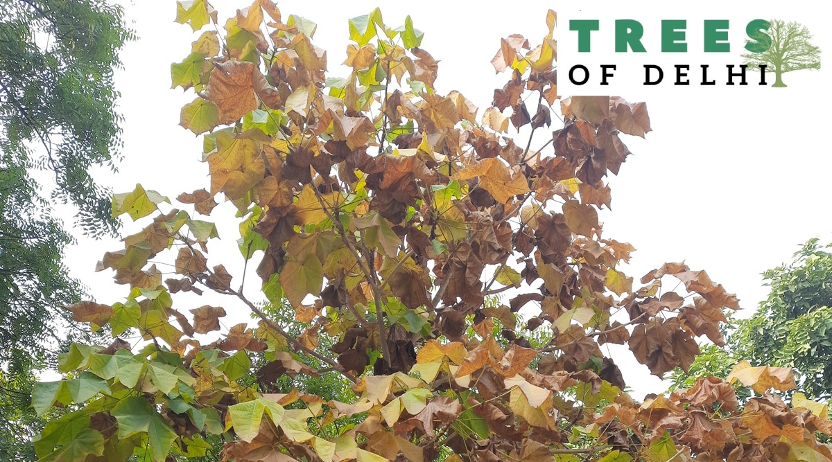 Trees of Delhi: Amid Nehru Park’s green foliage, the ‘ghost trees ...