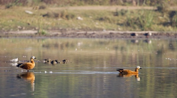Group organises bird-lovers’ day out in Rajkot | Rajkot News - The ...