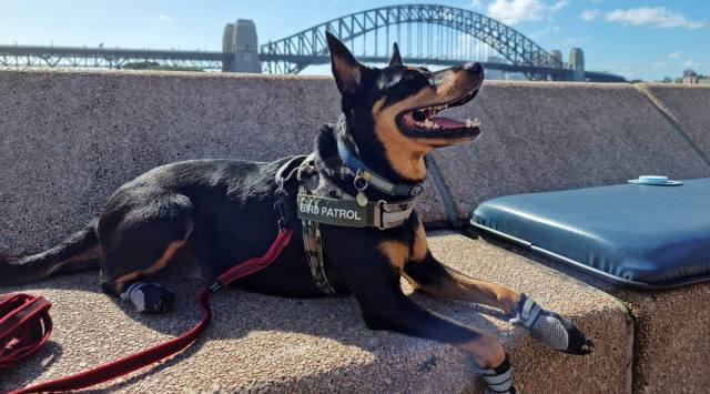Gull-free dining thanks to patrol dogs at Sydney Opera House | Life ...