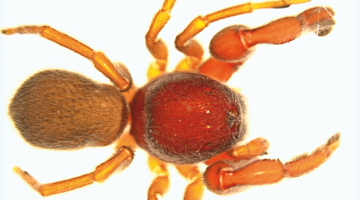 As nagar community protests, researchers to rechristen spider named ...