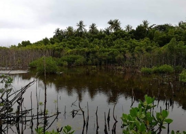 The mystery of Maldives’ dying mangroves and India’s role in the quest ...