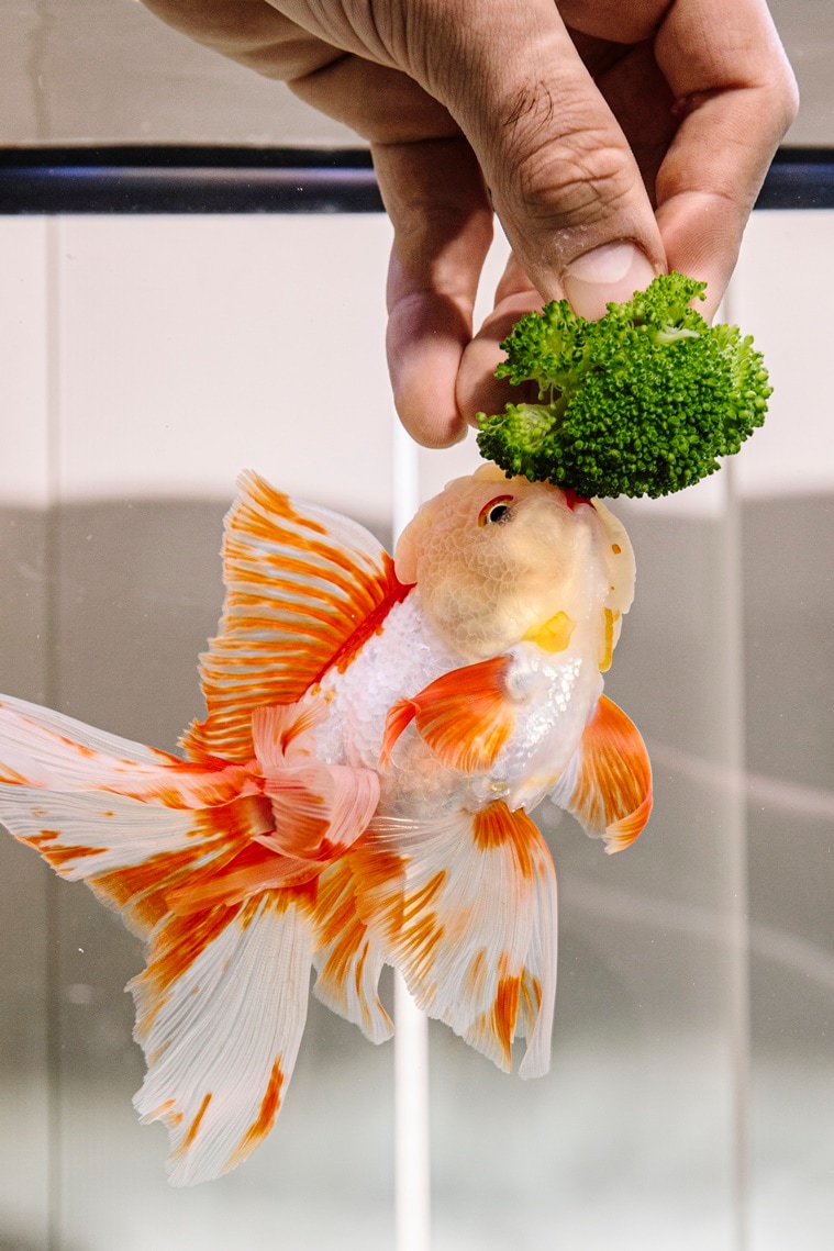 The diet worked for them. Now their pets are on it. | Life-style News ...