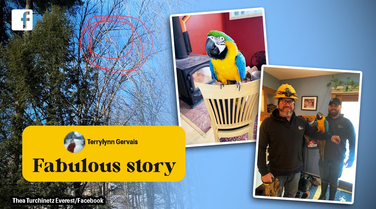 Panicked parrot rescued from 60 feet up in tree in US | Trending News ...
