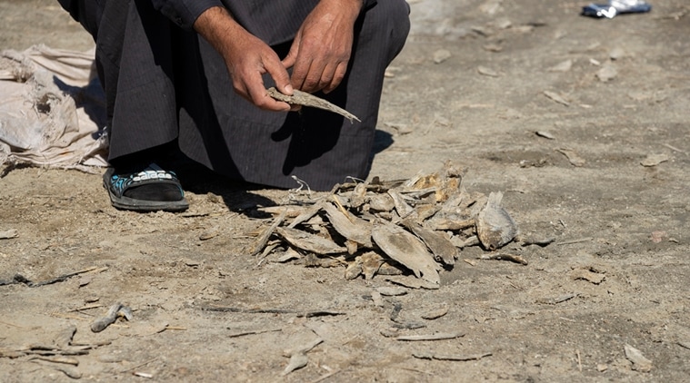 Iraq’s second largest lake drying up, turning up dead fish | World News ...